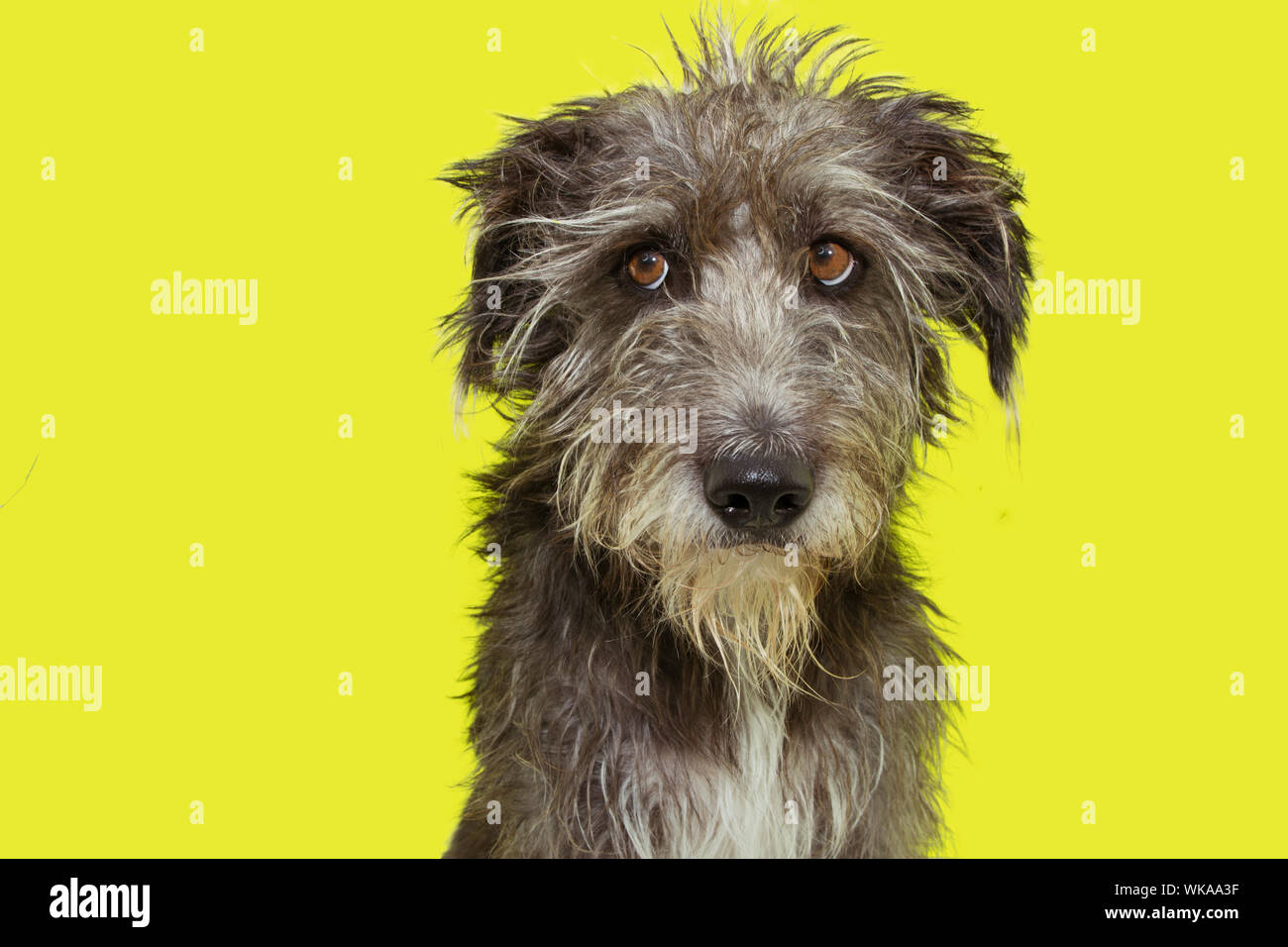 Funny furry dog disheveled isolated on yellow background Stock Photo ...