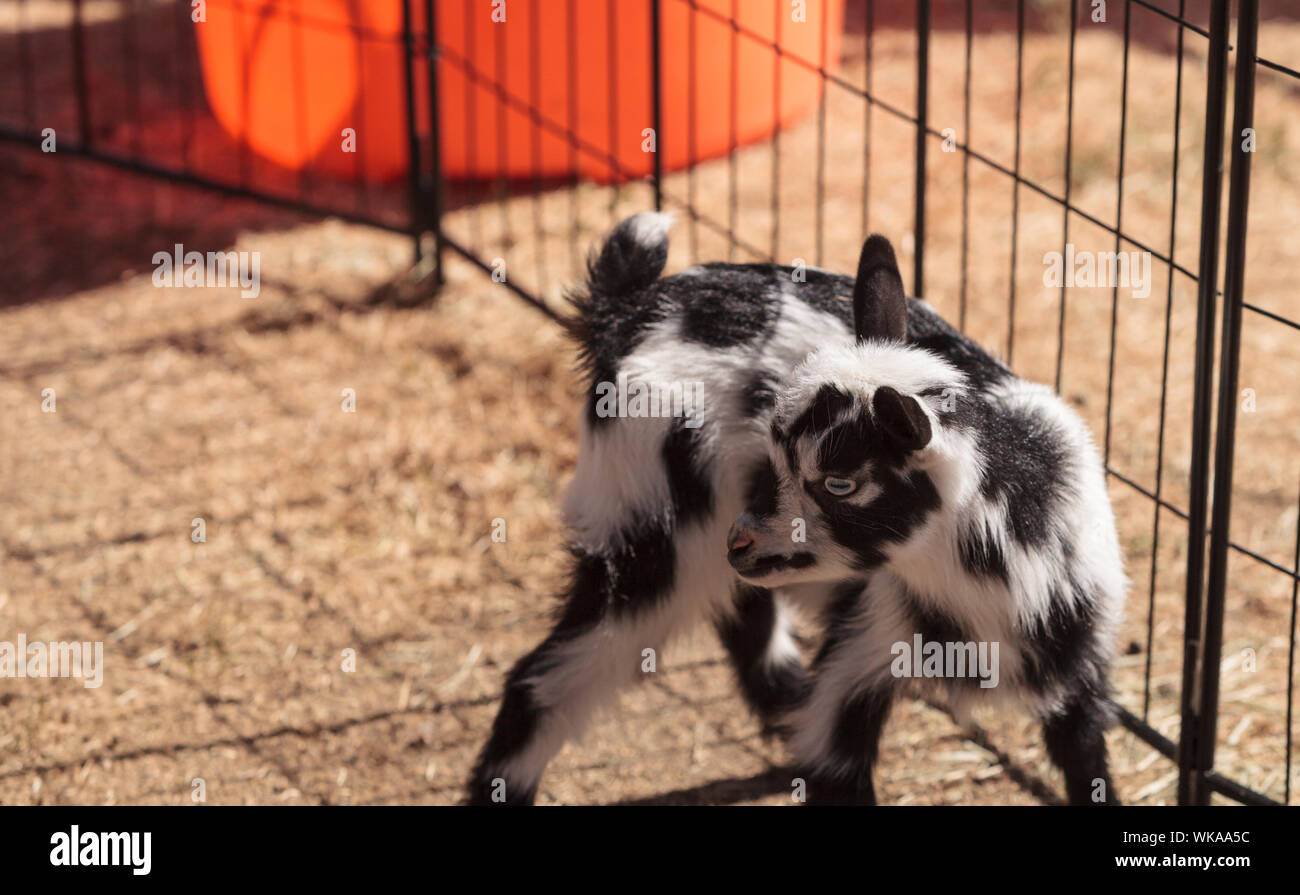 Goat standing hi-res stock photography and images - Alamy