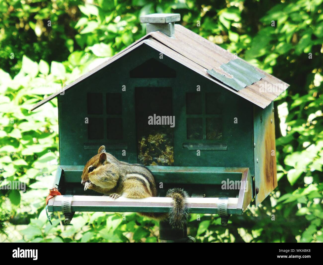 Cute birdhouse hi-res stock photography and images - Alamy