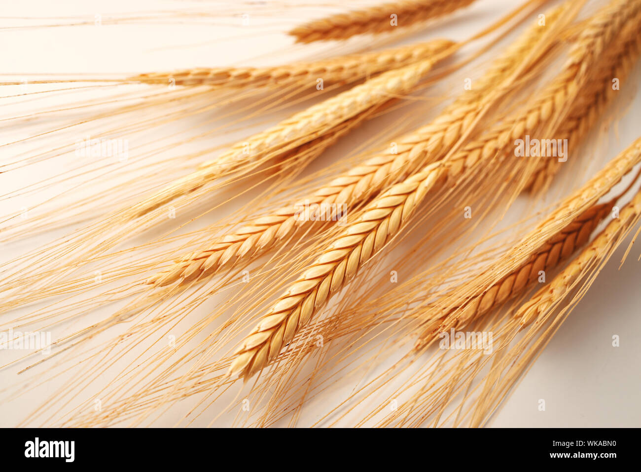 Wheat spikes isolated on white background Stock Photo - Alamy