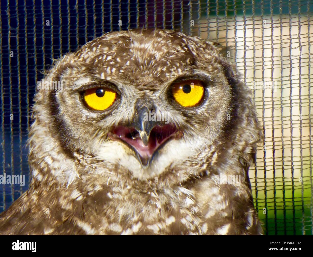 Owl in cage hi-res stock photography and images - Alamy