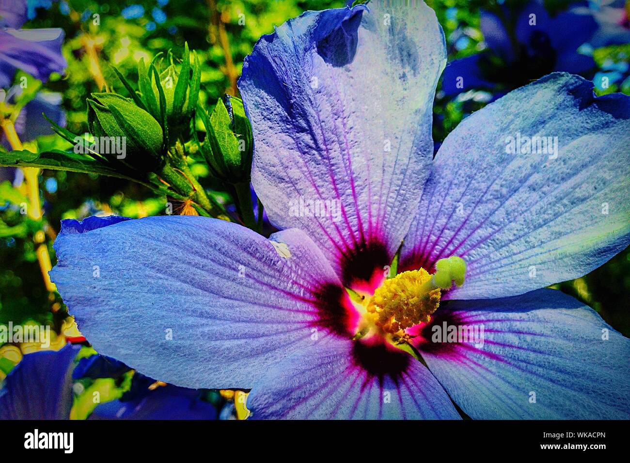 Blue hibiscus hi-res stock photography and images - Alamy