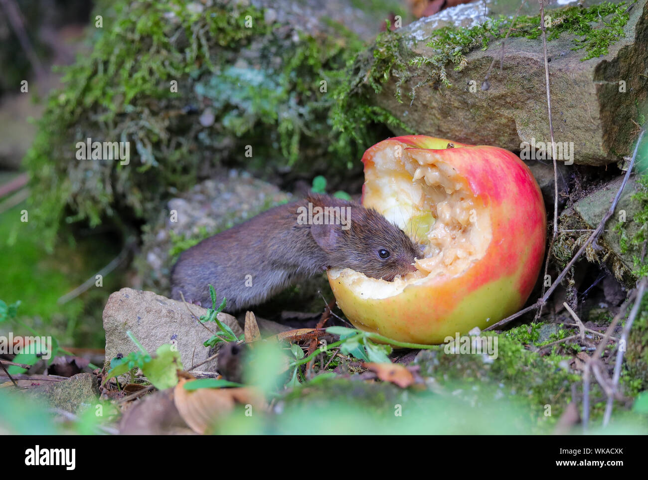 Bank vole in an apple hi-res stock photography and images - Alamy