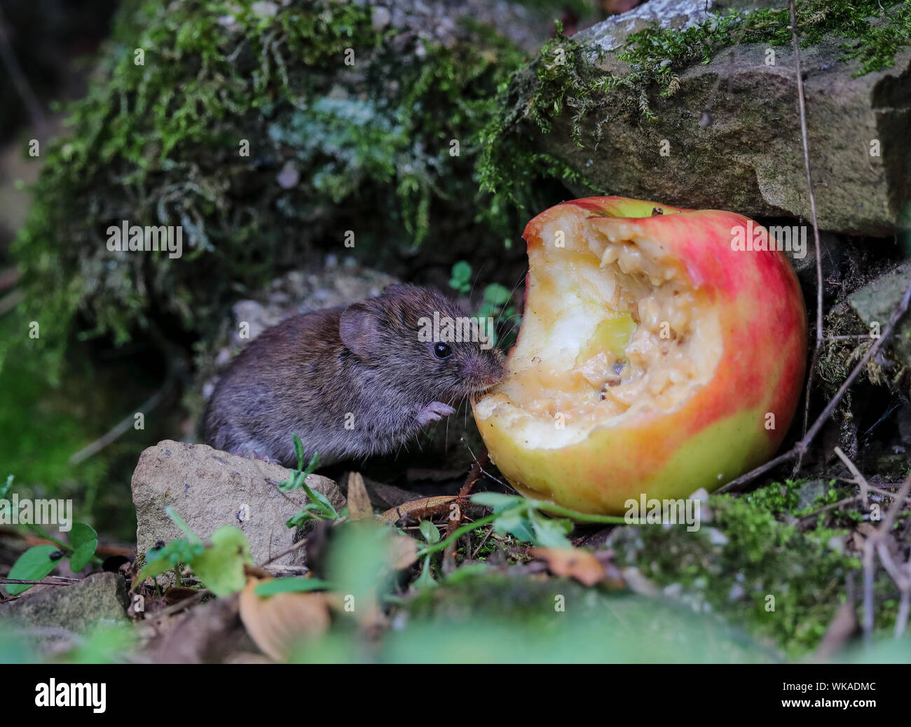 Bank vole eating apple hi-res stock photography and images - Alamy