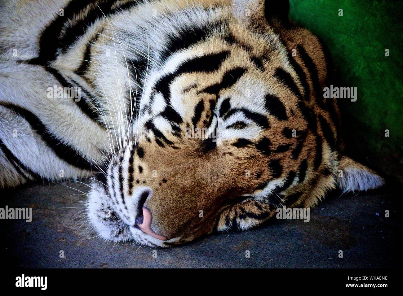 Tiger sleeping zoo hi-res stock photography and images - Alamy