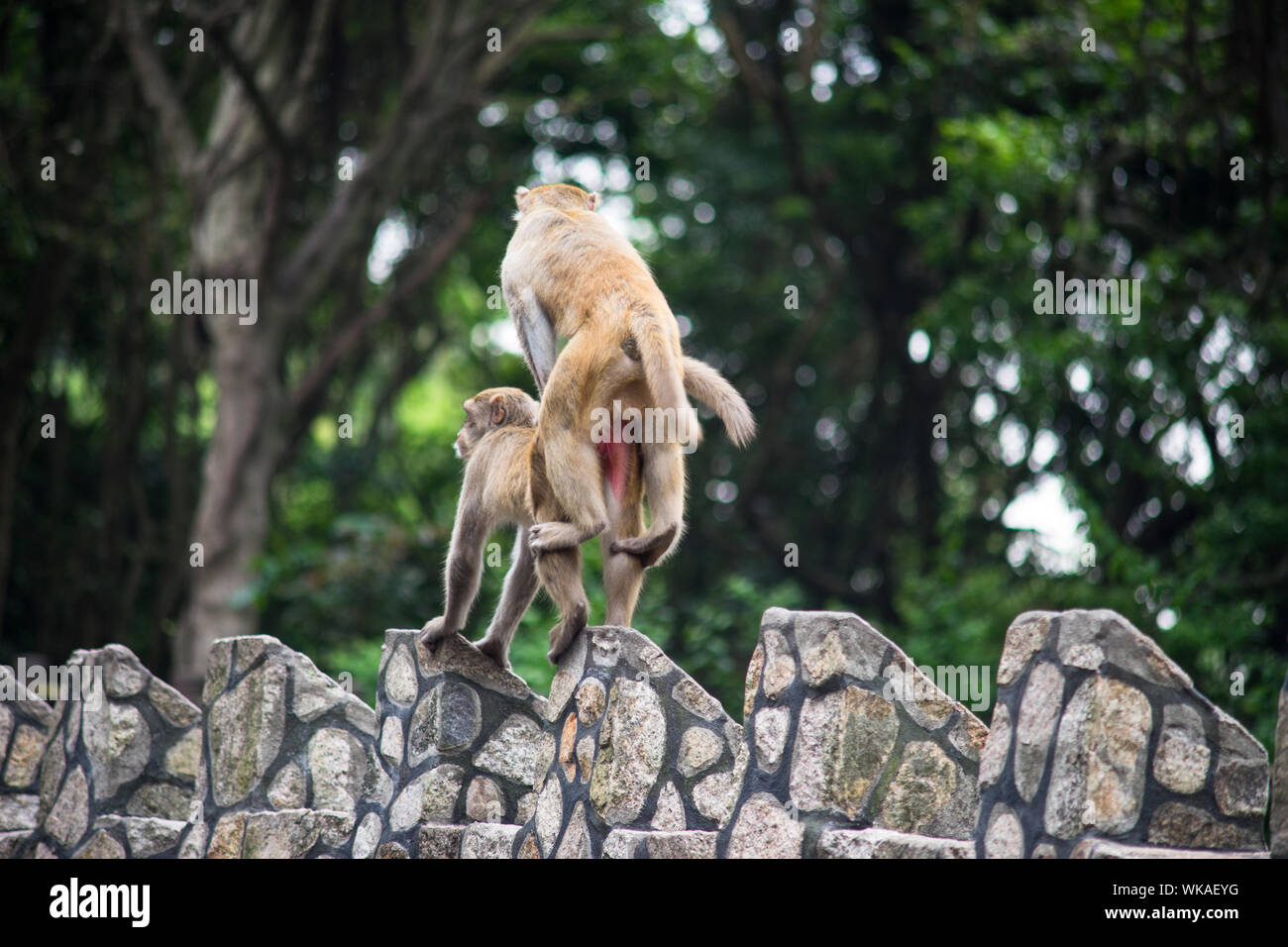 Mating monkeys hi-res stock photography and images - Alamy