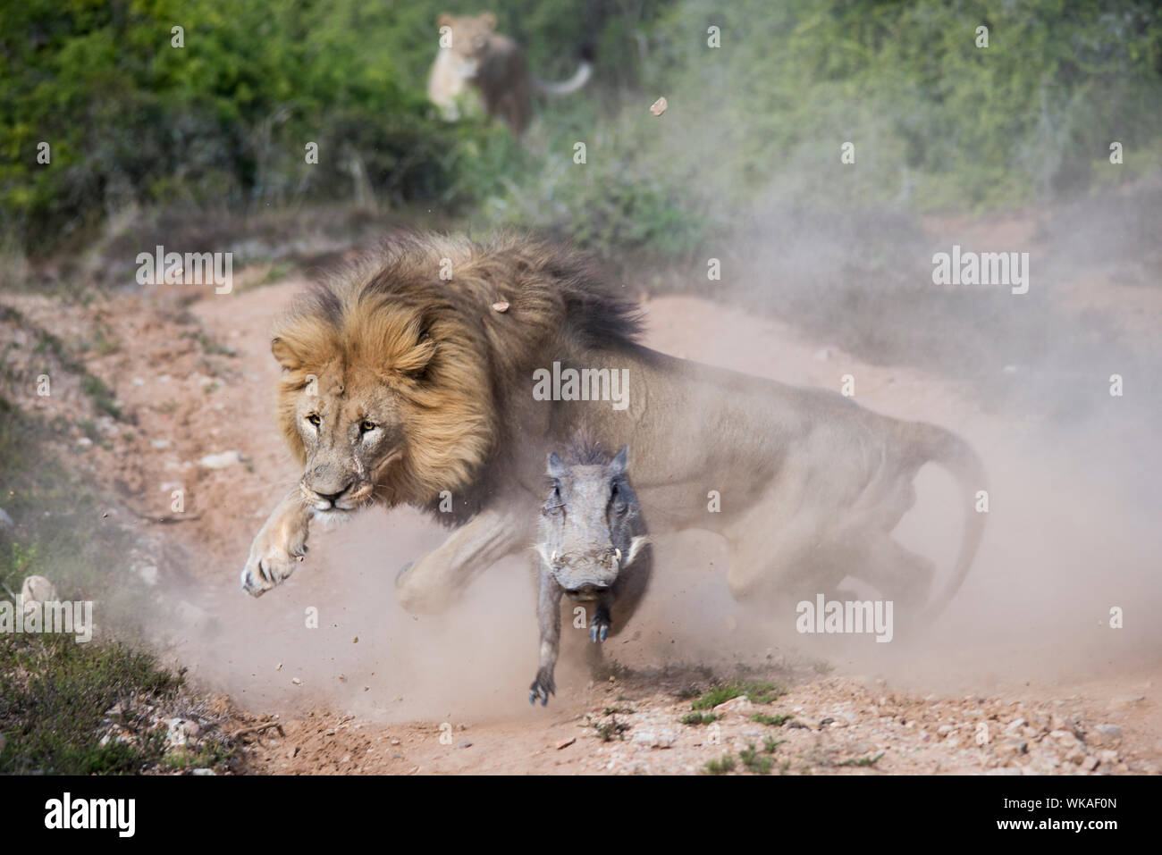 Surprised animals hi-res stock photography and images - Alamy