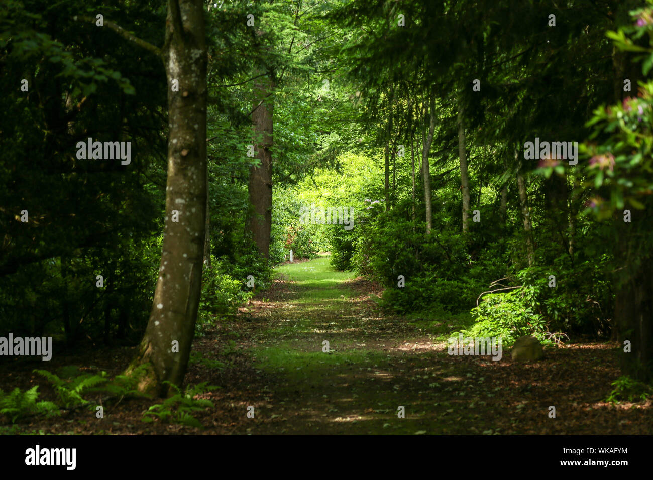 Pathway in a garden park, spring season Stock Photo - Alamy