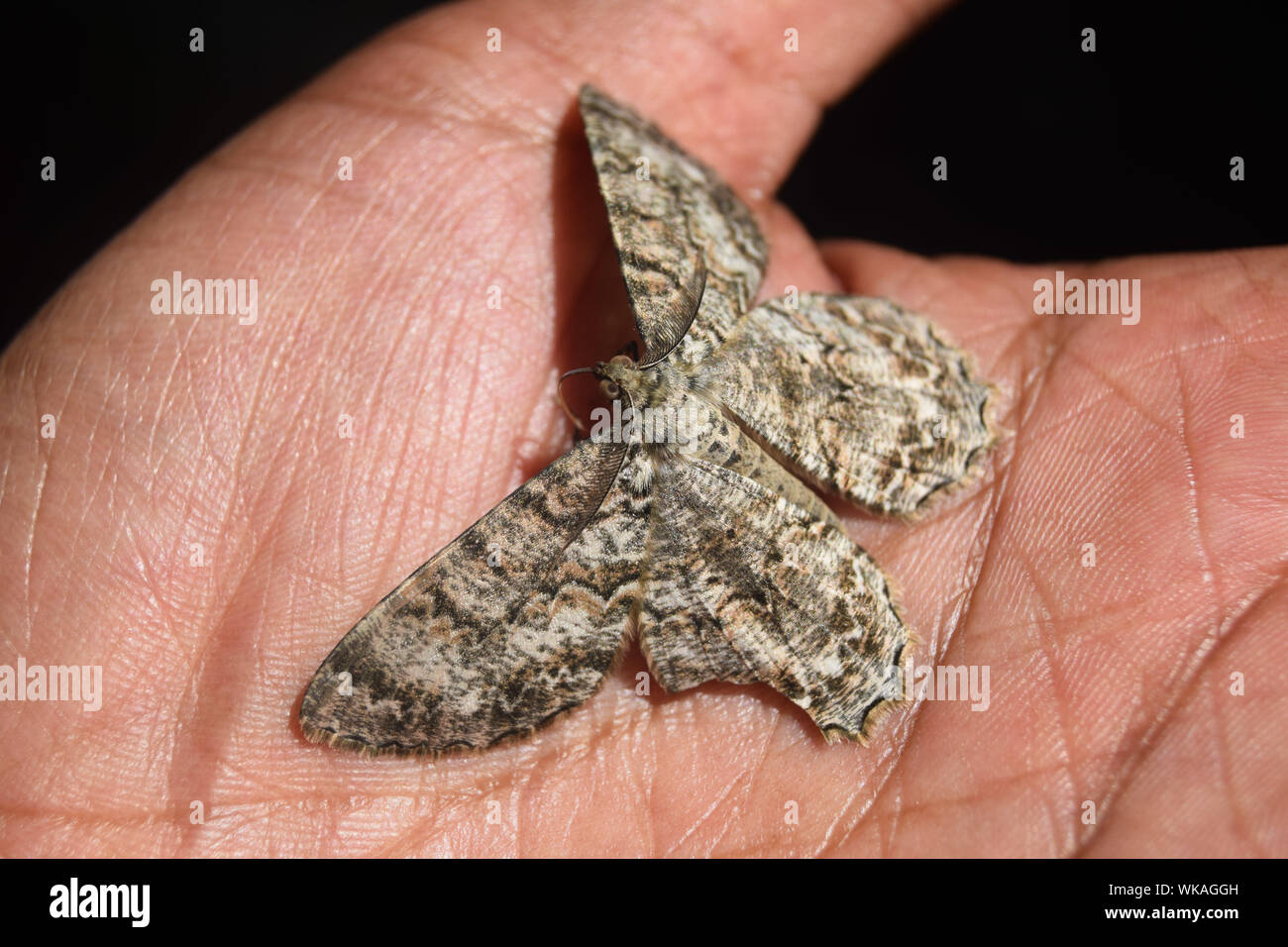 Person holding moth hi-res stock photography and images - Alamy
