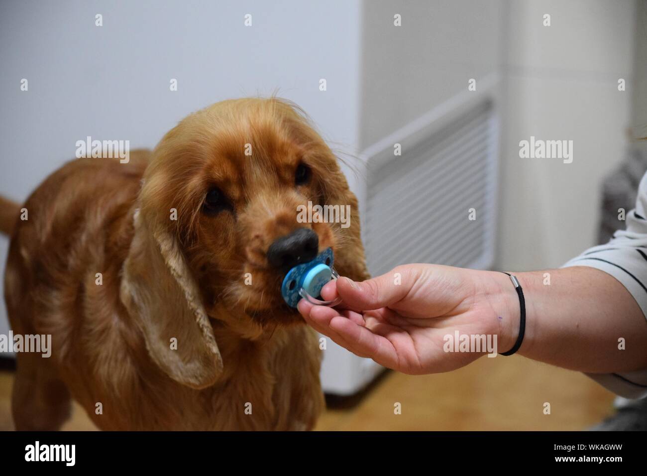 Putting Into Mouth High Resolution Stock Photography and Images - Alamy