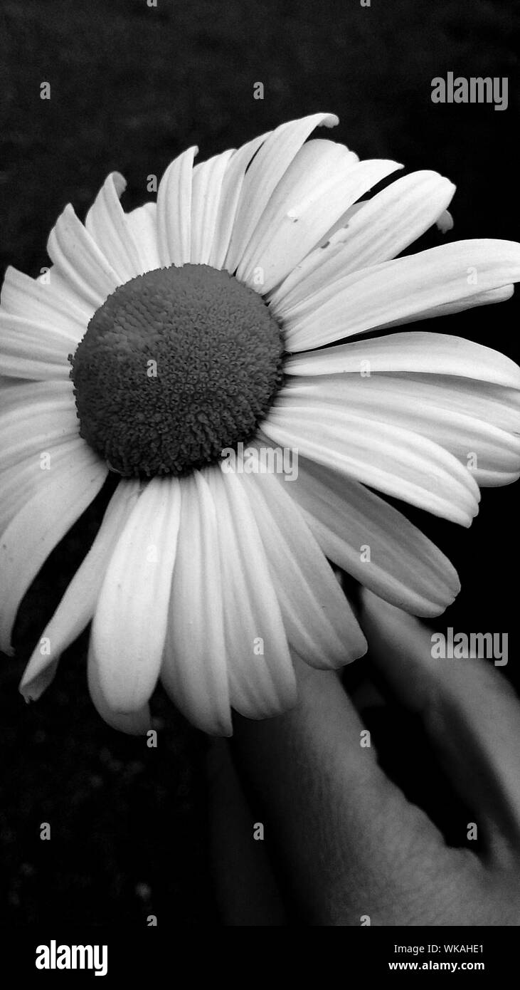 Daisy in hand hi-res stock photography and images - Alamy