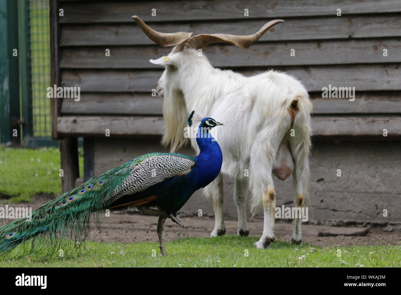 Peacock goat hi-res stock photography and images - Alamy