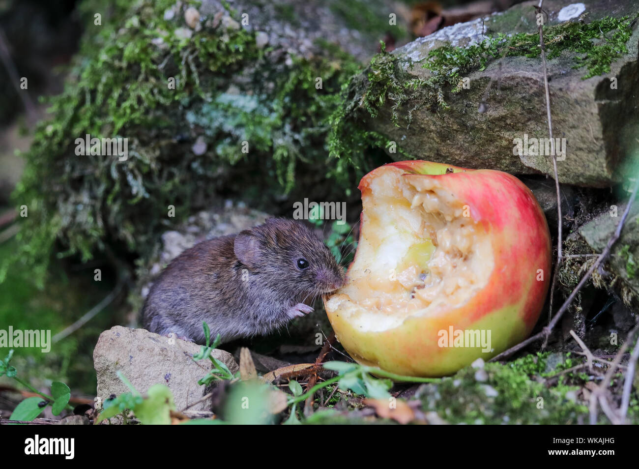 Bank vole eating apple hi-res stock photography and images - Alamy