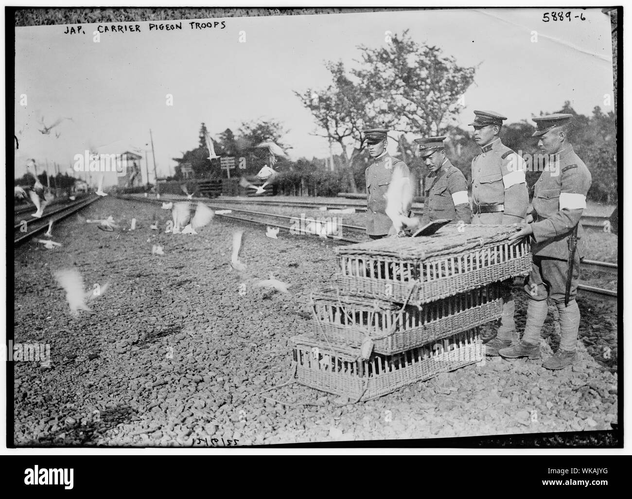 Japanese carrier pigeon troops Stock Photo - Alamy