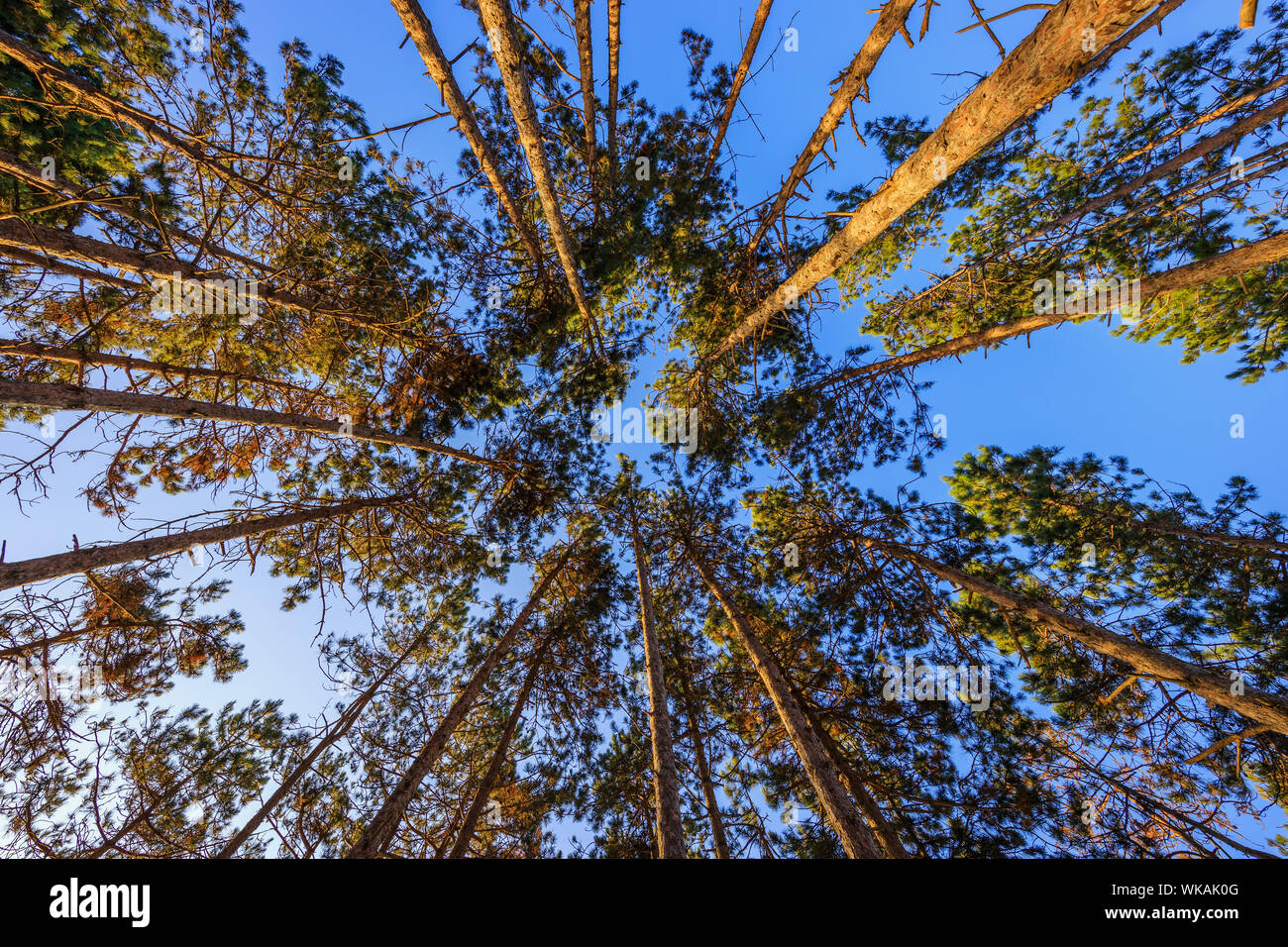 Beautiful nature at morning in the forest with sunshine Stock Photo - Alamy