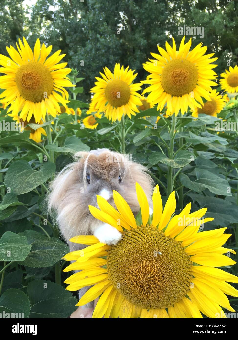 Dwarf rabbit sunflower hi-res stock photography and images - Alamy