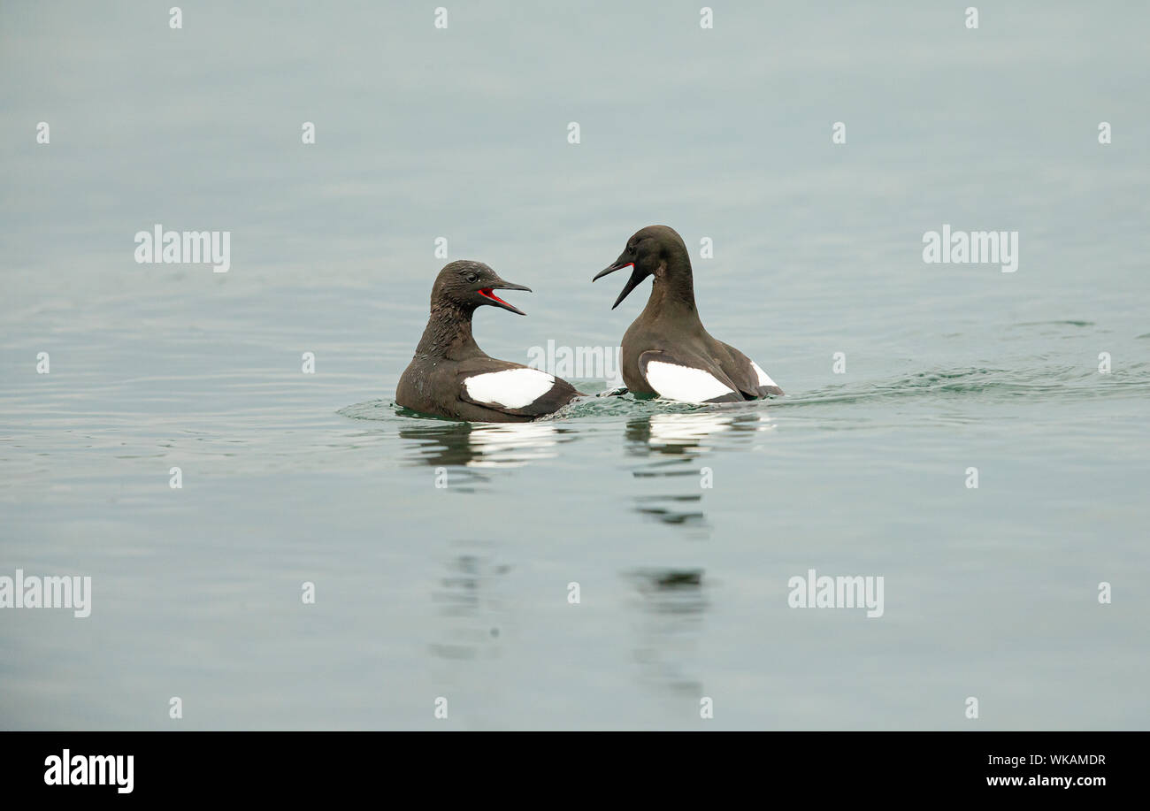 Oban black guillemots hi-res stock photography and images - Alamy
