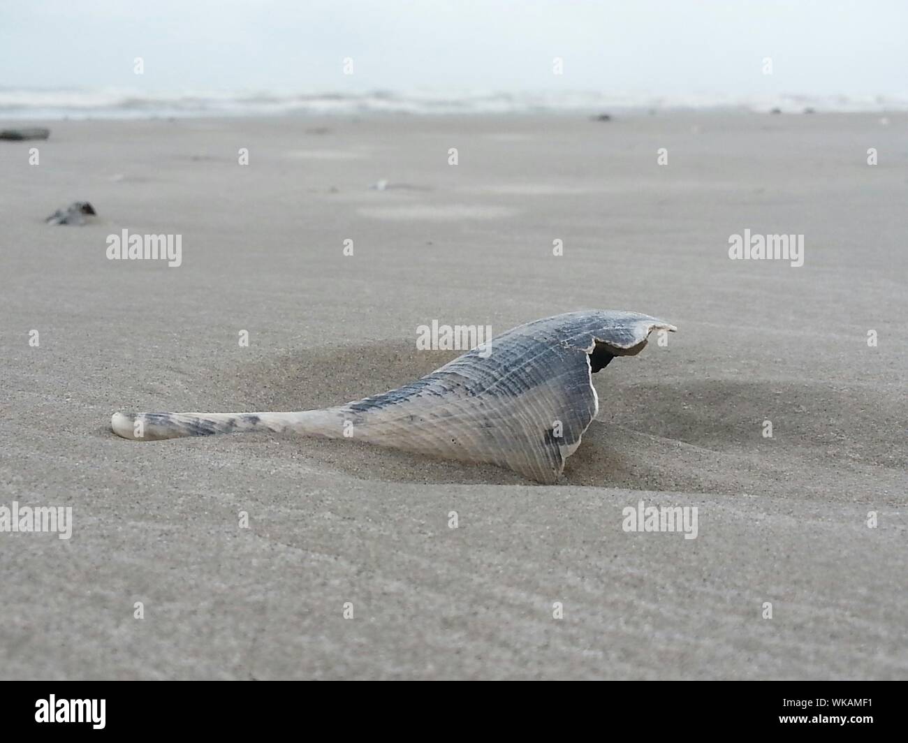 Broken seashell hi-res stock photography and images - Alamy