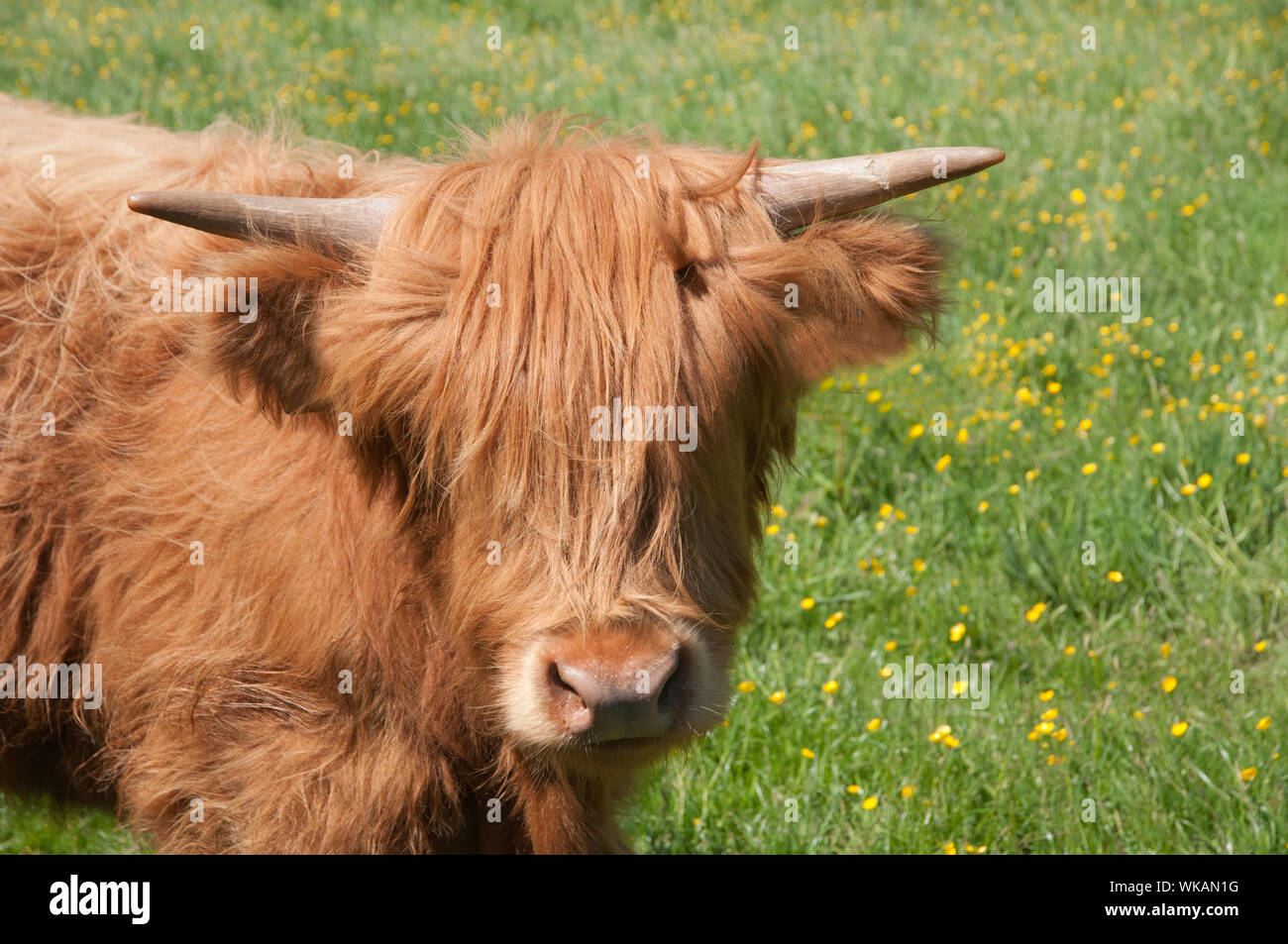 Highland Cow Paxton Estate Scottish Borders Scotland Stock Photo - Alamy