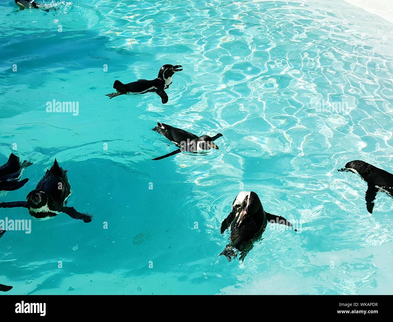 Penguin in pool hi-res stock photography and images - Alamy