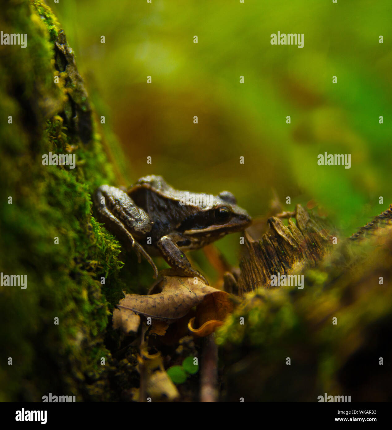 Frog on a moss covered old stump Stock Photo - Alamy