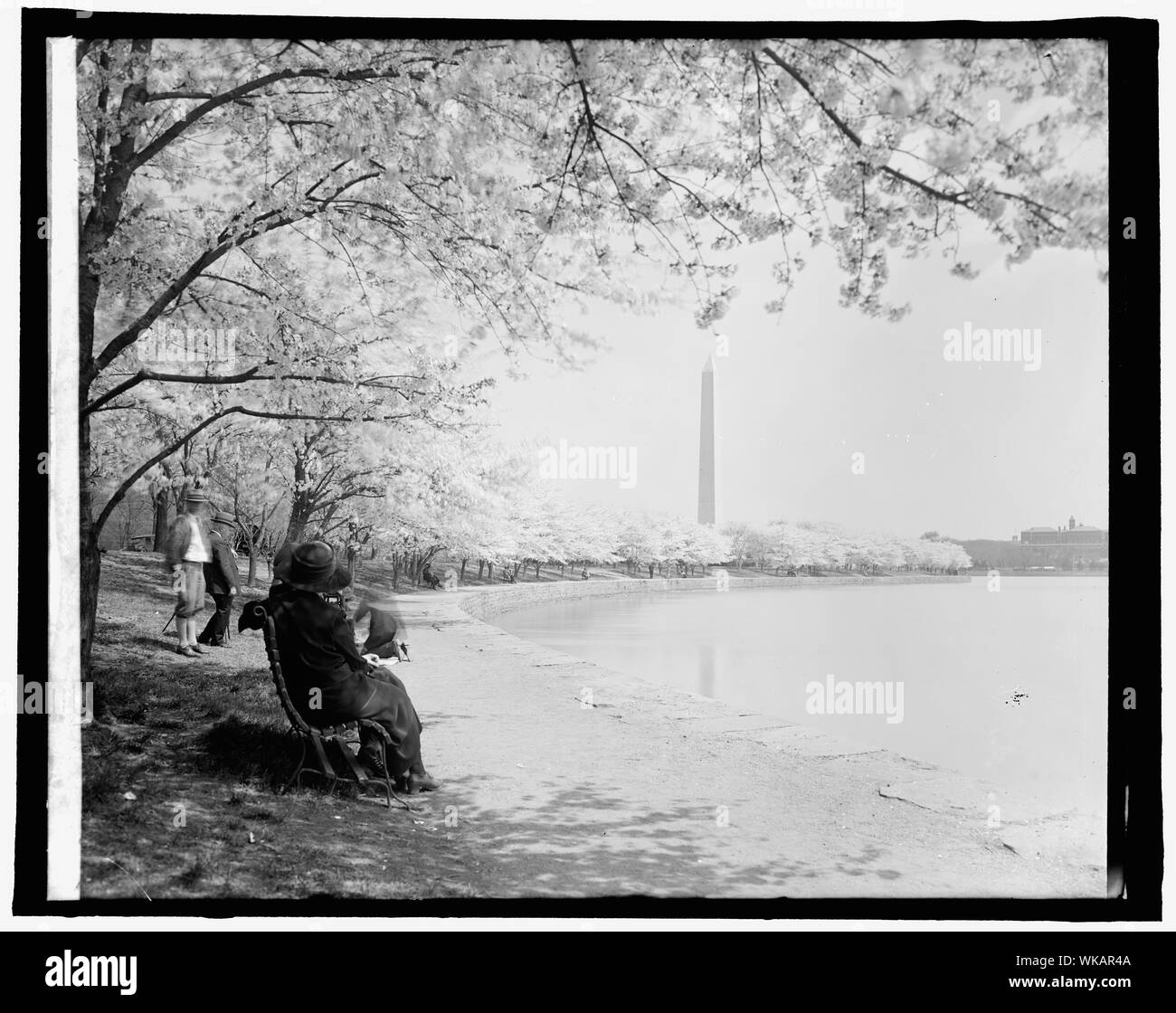 1912 cherry trees hi-res stock photography and images - Alamy