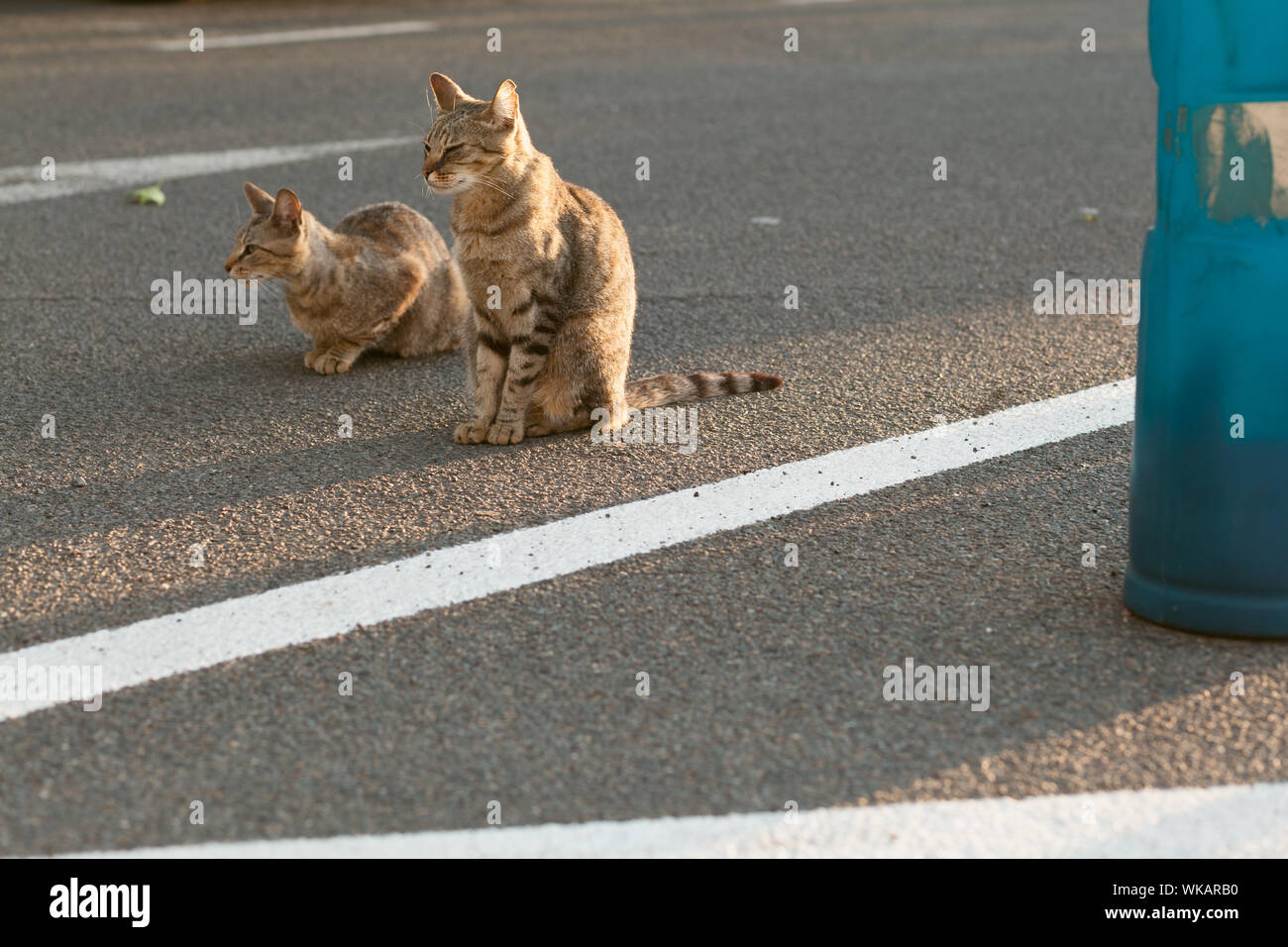 Road marking cats hi-res stock photography and images - Alamy