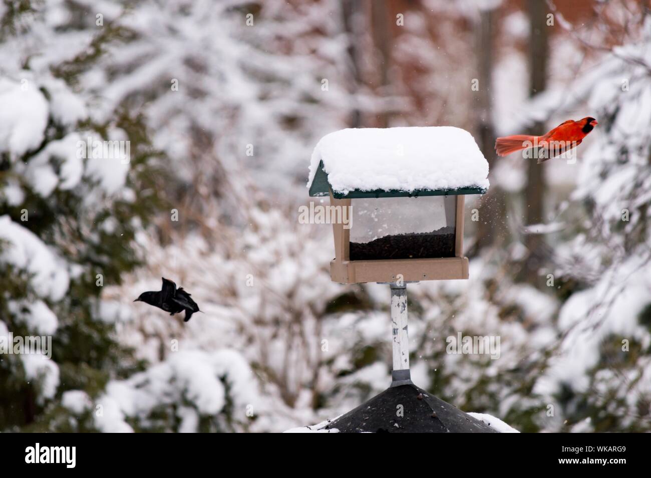 Flying cardinal hi-res stock photography and images - Alamy