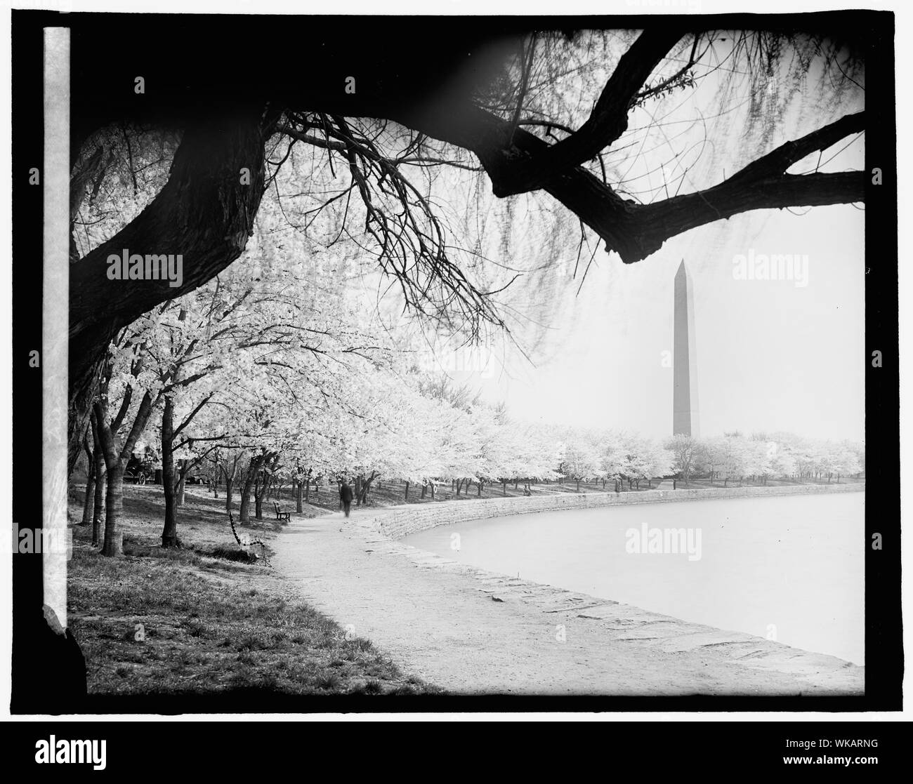 Japanese cherry blossom flowers Black and White Stock Photos & Images ...