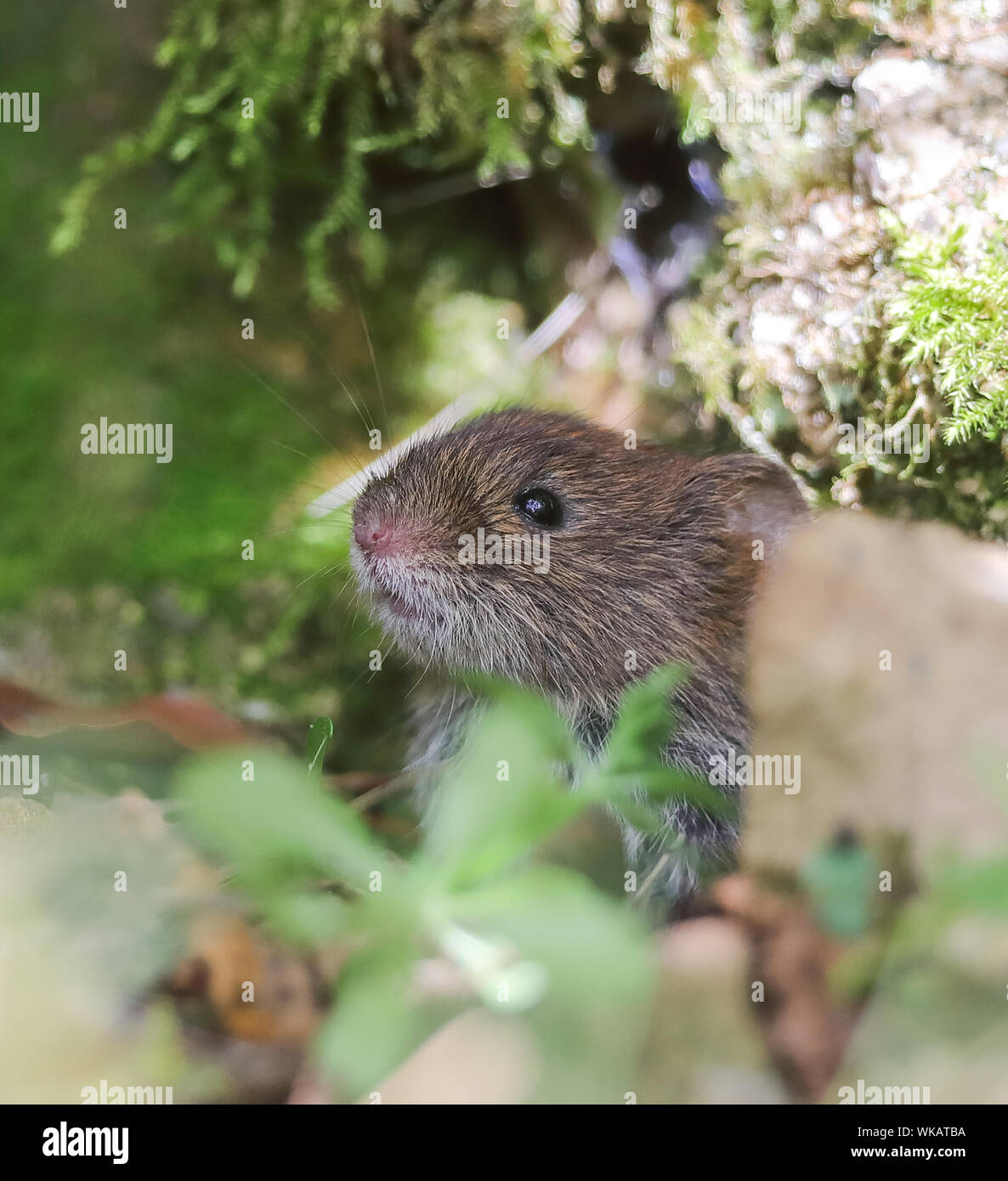 Common bank vole eating hi-res stock photography and images - Alamy
