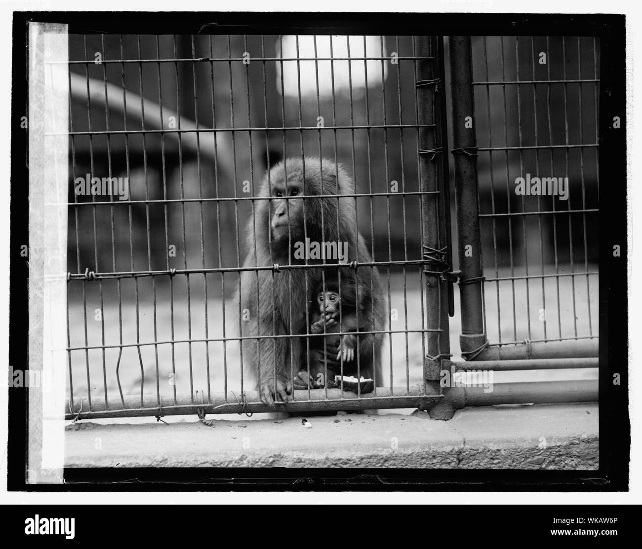 Japanese wildlife Black and White Stock Photos & Images - Alamy