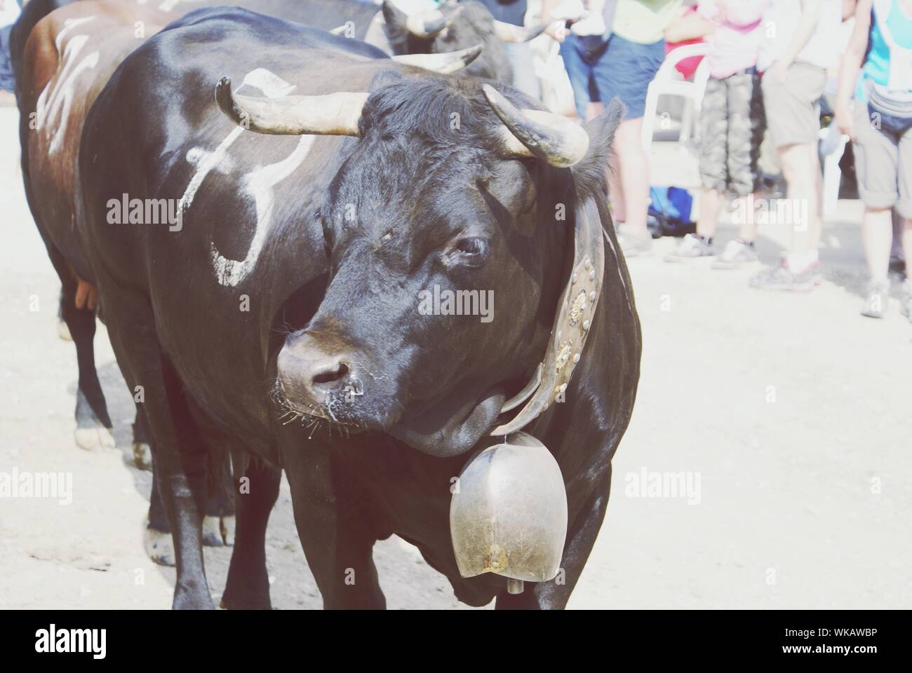 Bull Neck High Resolution Stock Photography and Images - Alamy
