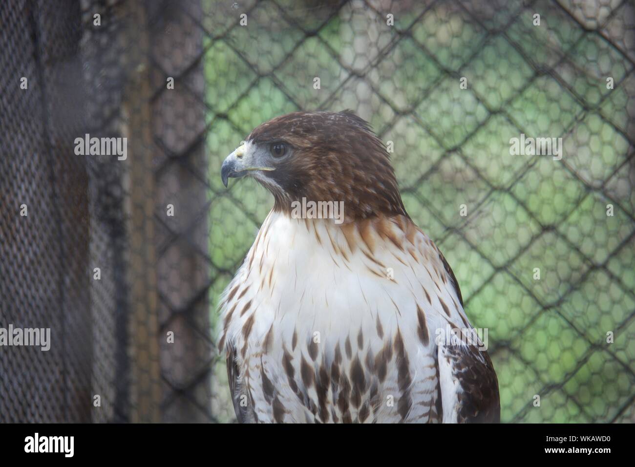 Hawk in captivity hi-res stock photography and images - Alamy