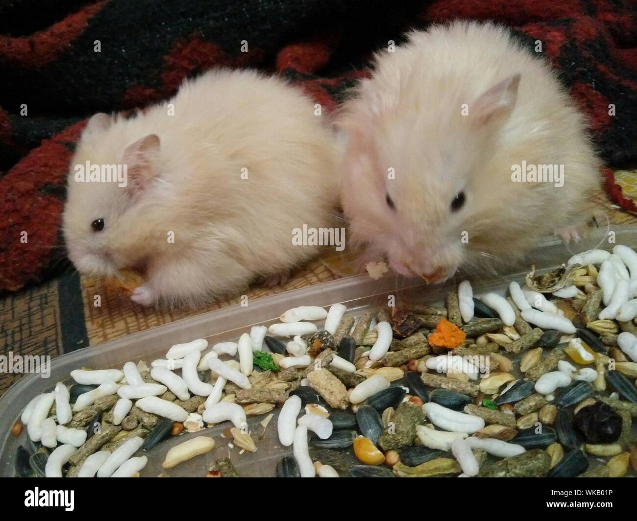 White rats on white High Resolution Stock Photography and Images - Alamy