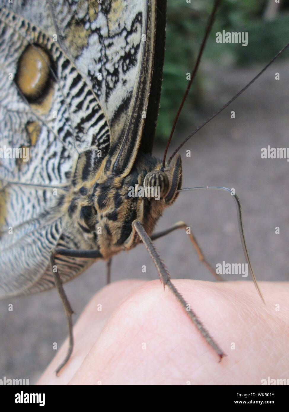 Person holding moth hi-res stock photography and images - Alamy