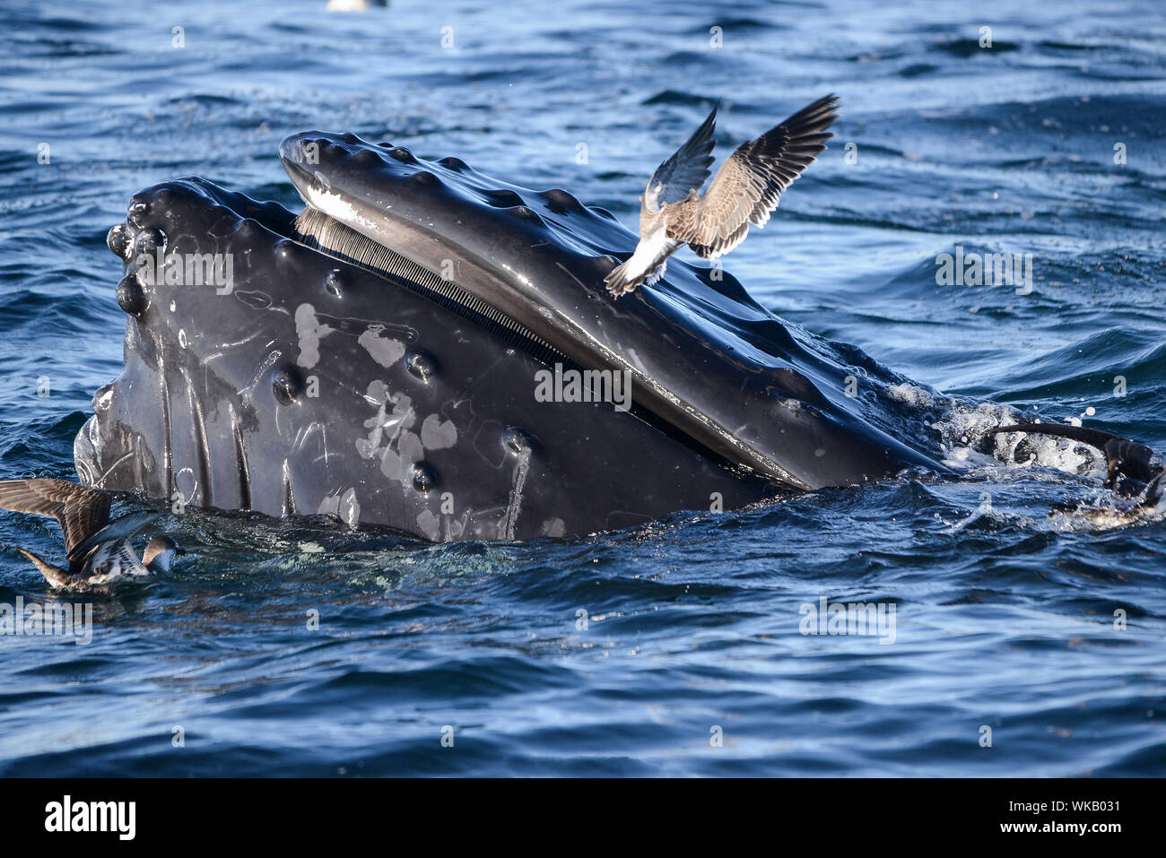 Whale birds hi-res stock photography and images - Alamy