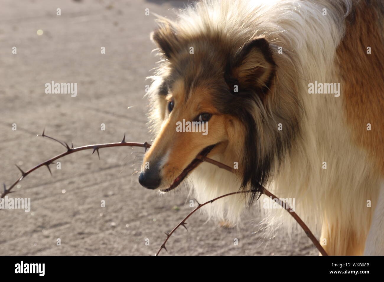 Why Would Rough Collie Bite