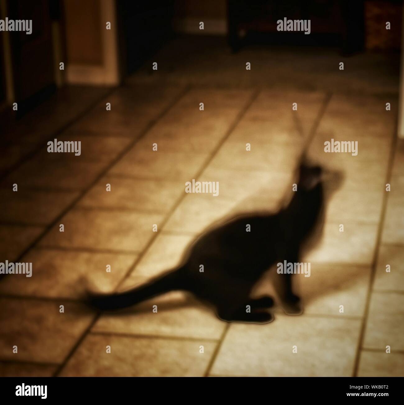 Cat blur hi-res stock photography and images - Alamy