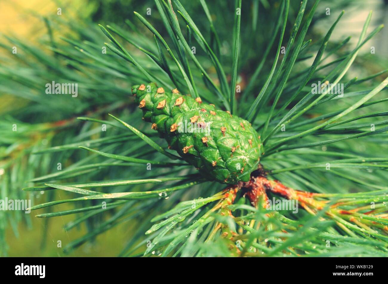 Pine tree fruit hi-res stock photography and images - Alamy