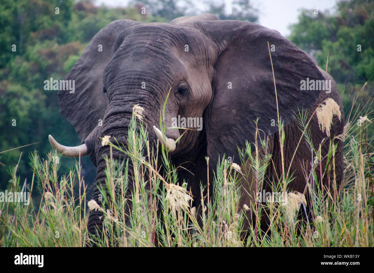 Elephant green grass hi-res stock photography and images - Alamy