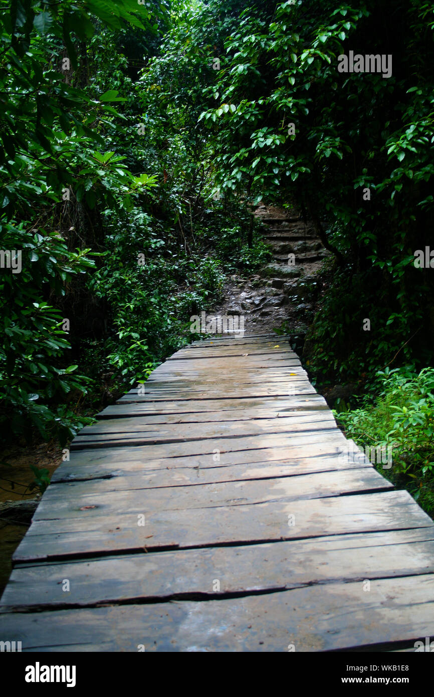 Narrow Pathway Along Plants Stock Photo - Alamy