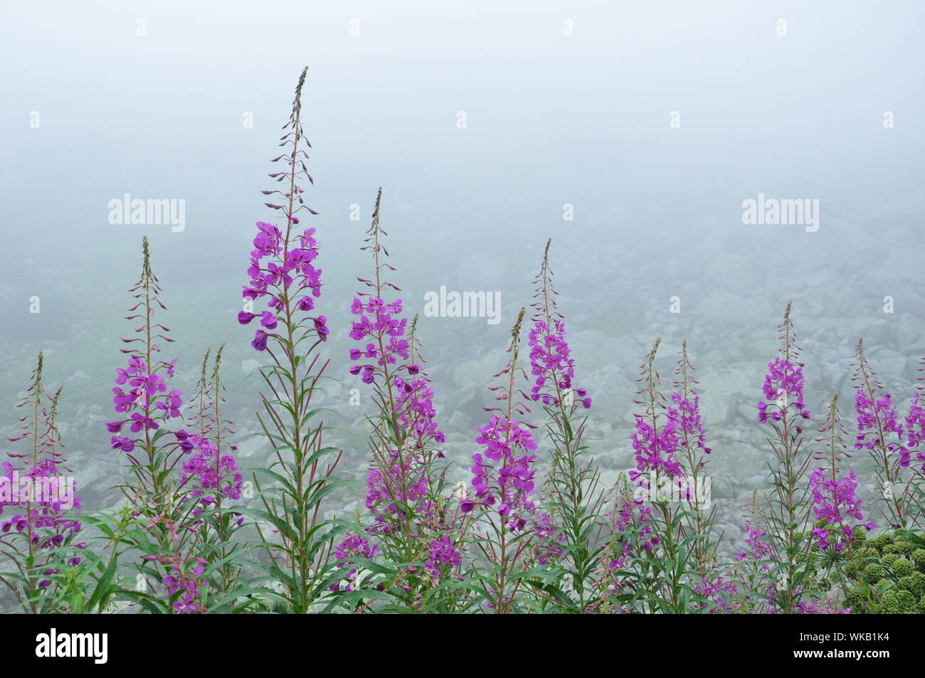 Mist flowers hi-res stock photography and images - Alamy