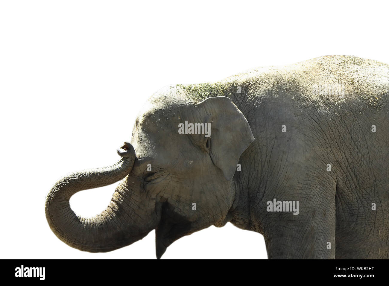 Head of elephant isolated Stock Photo - Alamy