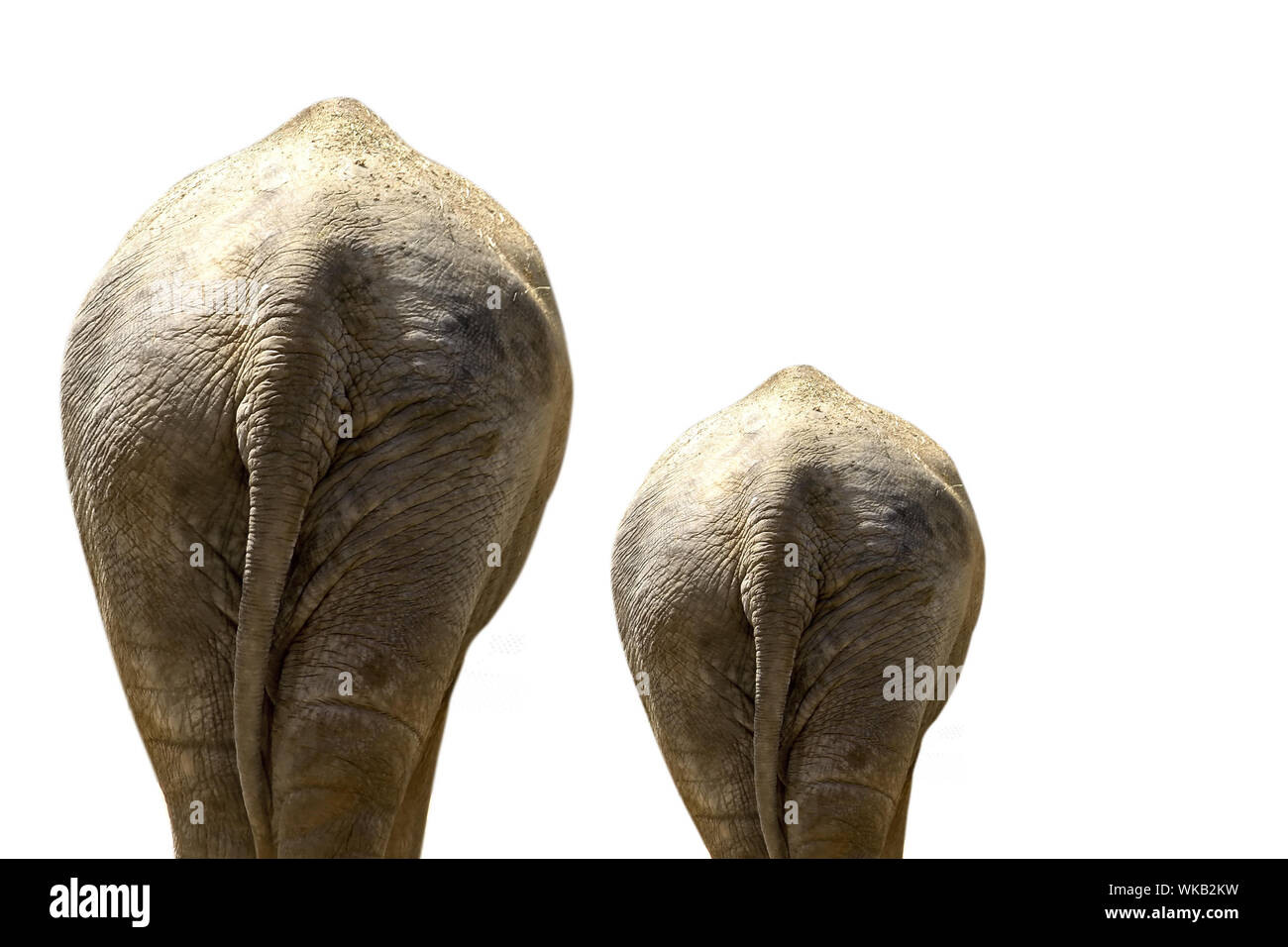 Elephants backside hi-res stock photography and images - Alamy
