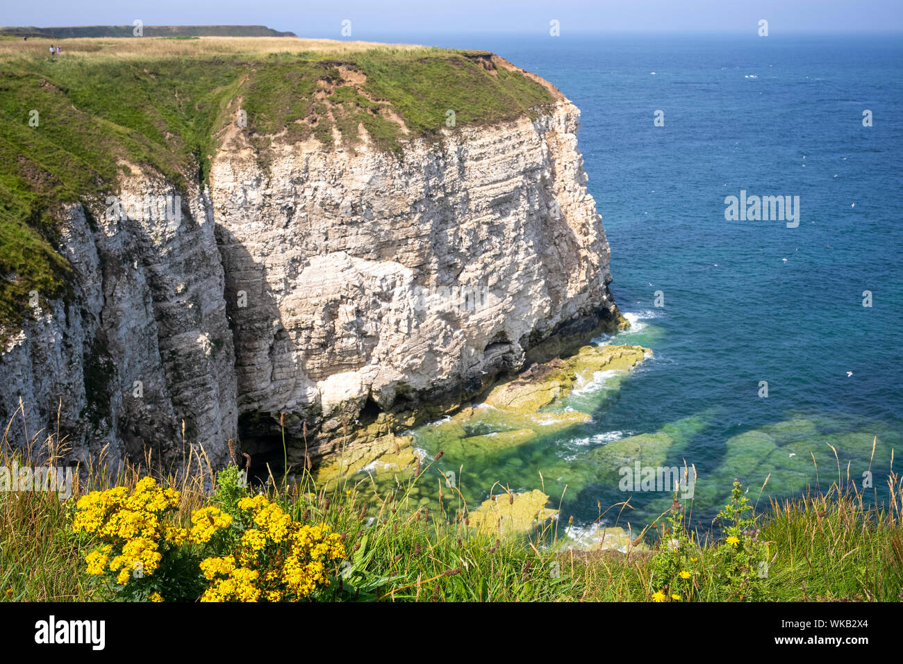 Wild flowers growing close to the edge of the clifftop at Flamborough ...