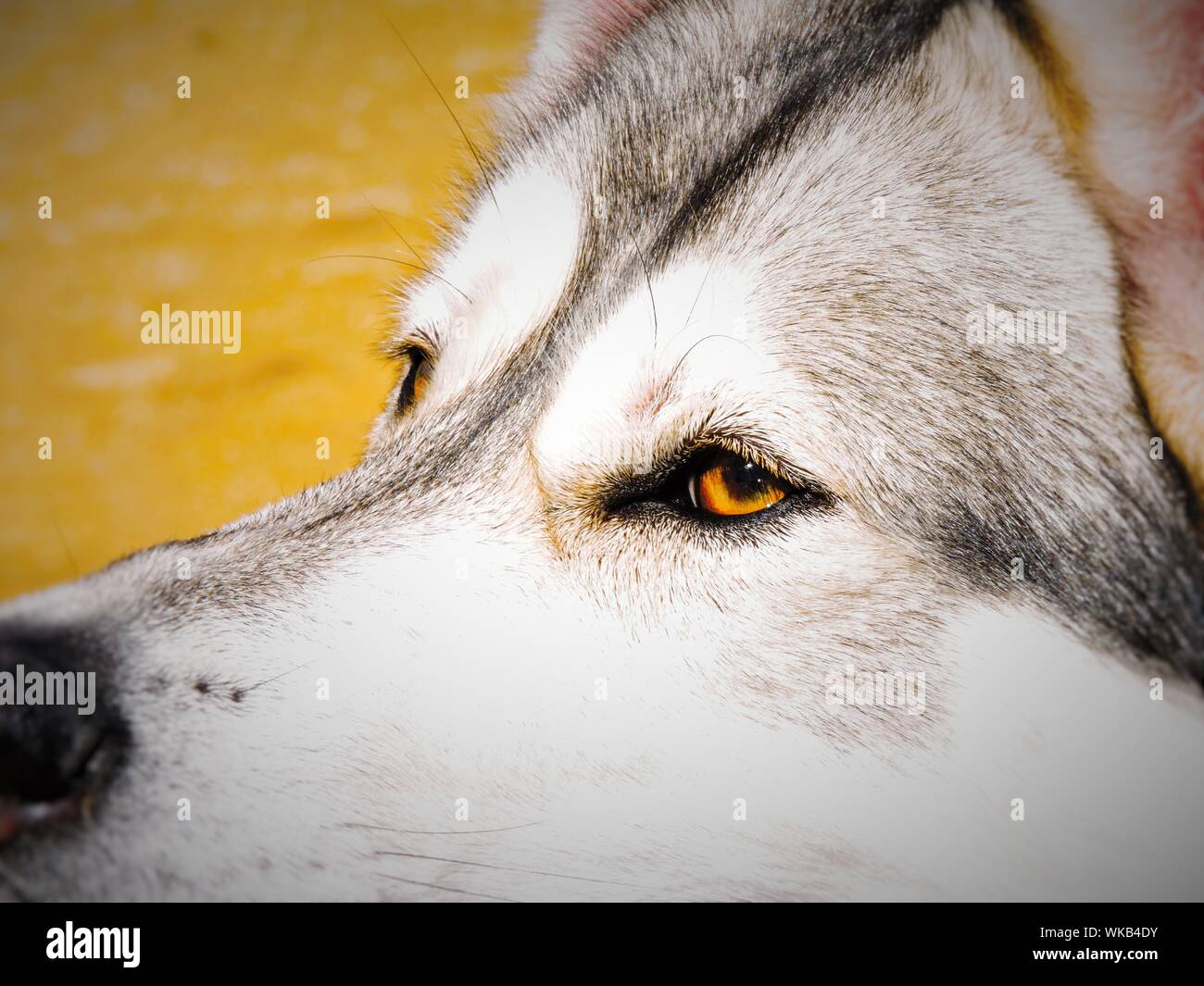 Siberian husky eye part hi-res stock photography and images - Alamy