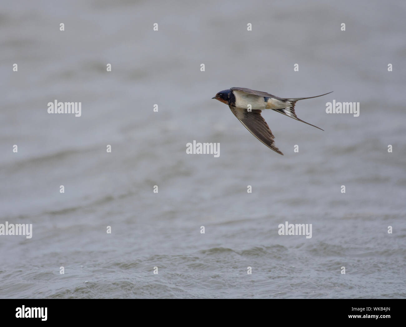 Swallows Flying Over Water High Resolution Stock Photography and Images ...