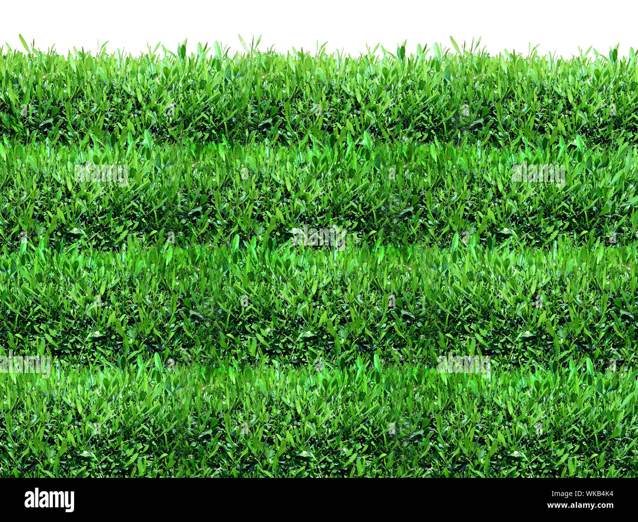 Spring, green grass background Stock Photo - Alamy