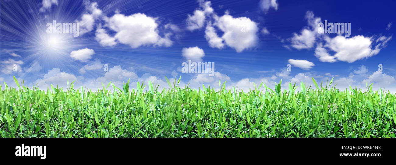 Fiels grass hi-res stock photography and images - Alamy
