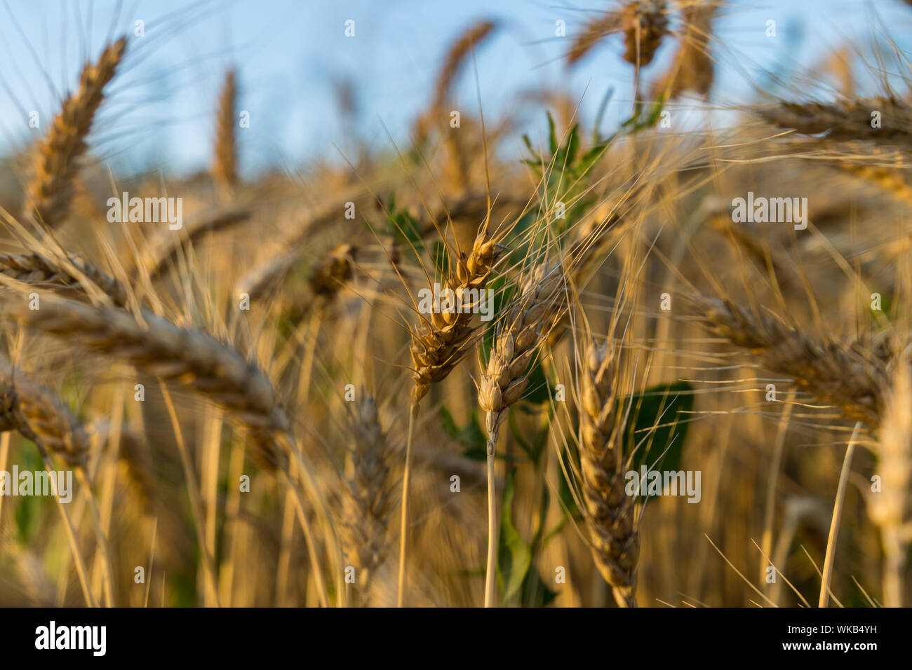 wheat up close Stock Photo - Alamy